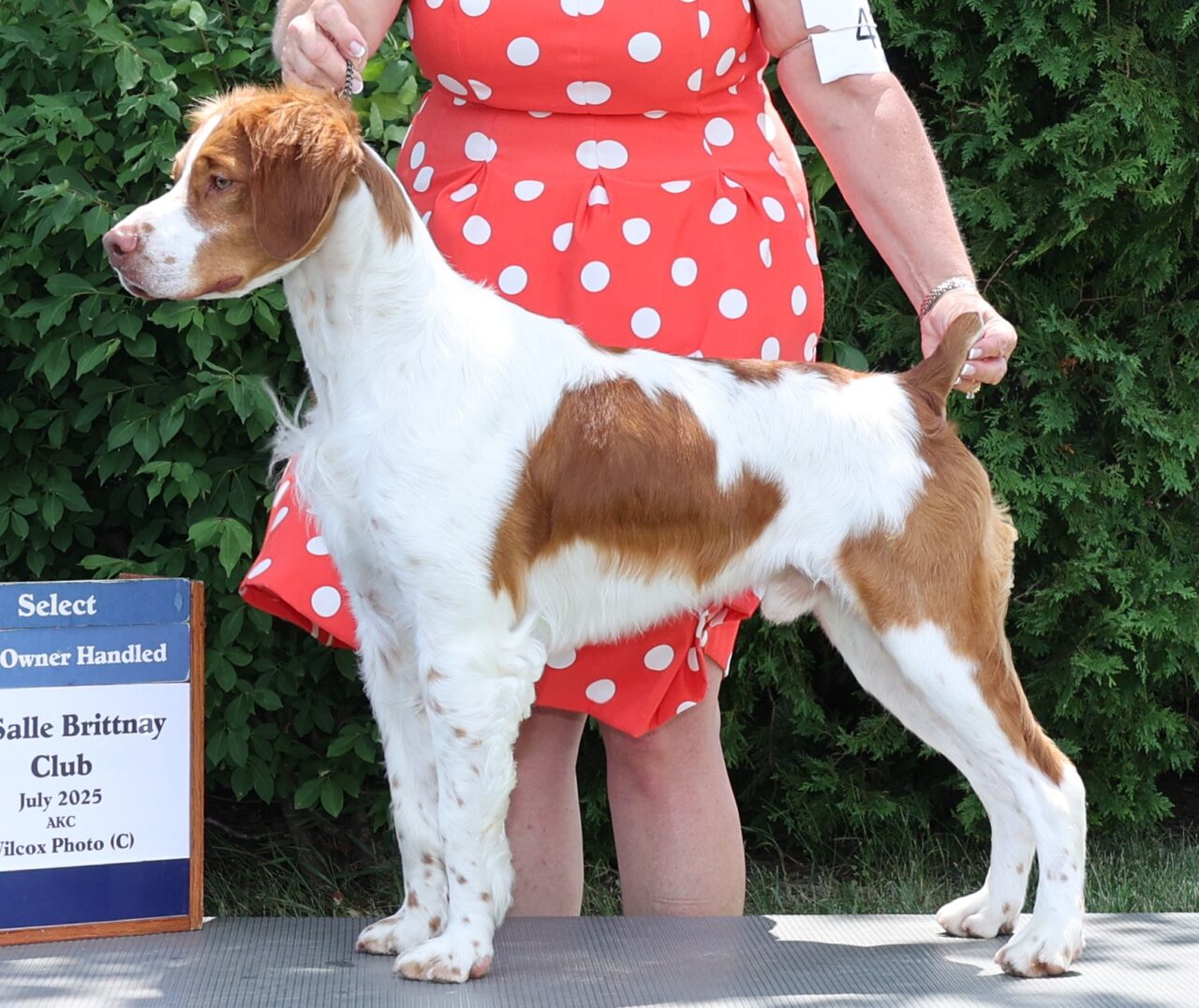 Dual CH & Champions – Sovereign Brittany | Sovereign Brittanys - proud ...